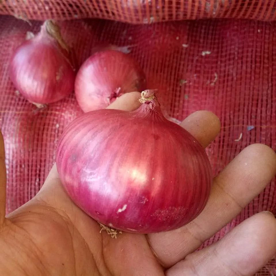 Fresh Red Onion - Buy Red Onion,Fresh Red Onion,Egypt Red Onions ...