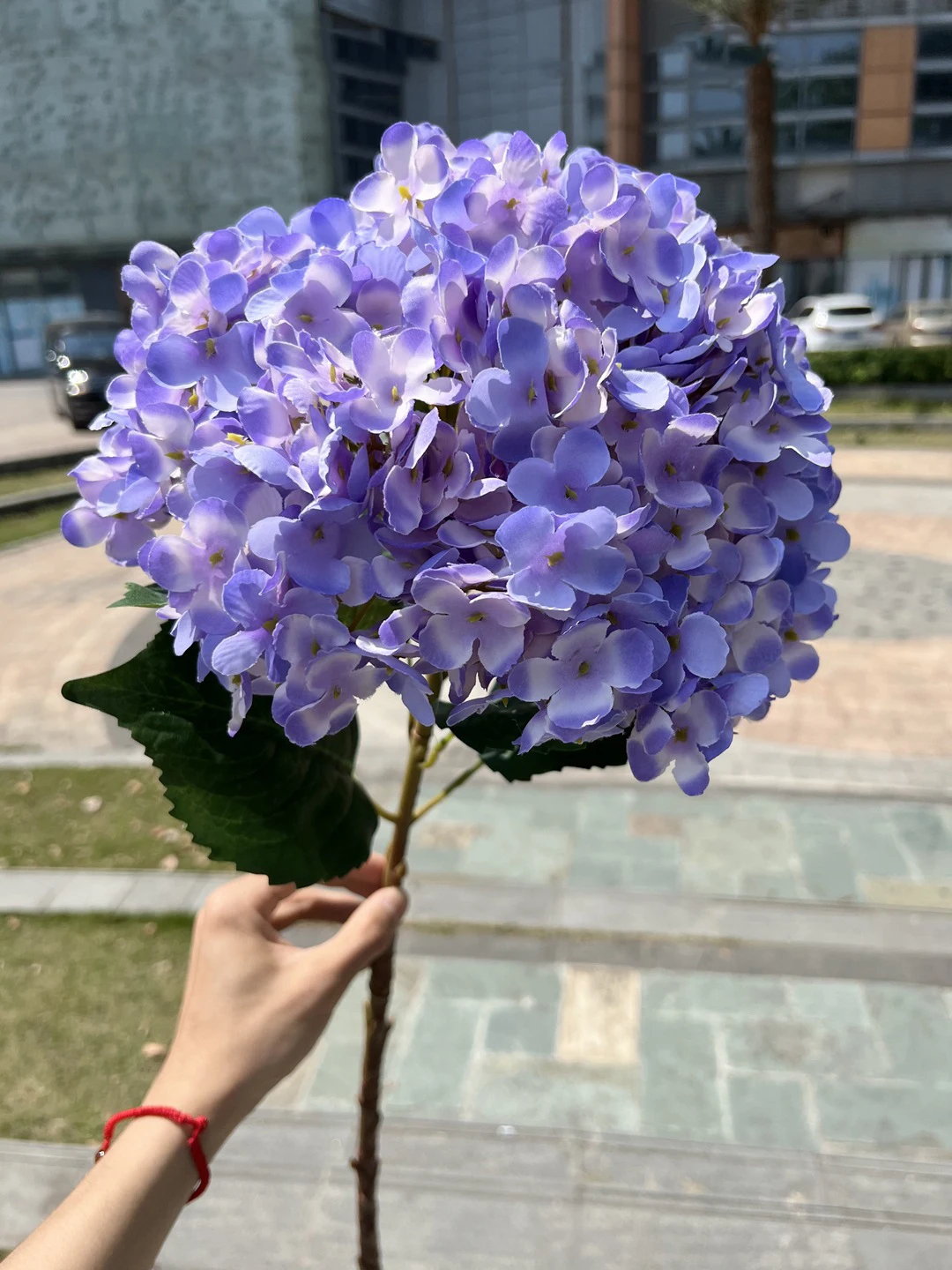 Dalian Chermy Flower Wholesale Diameter 30cm White Large Hydrangea ...
