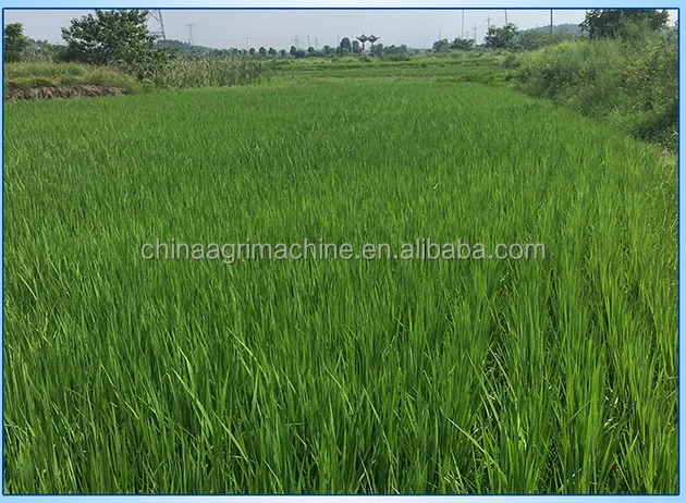 Hand Push Paddy Planter/rice Planting Machine/rice Seeder - Buy Paddy ...