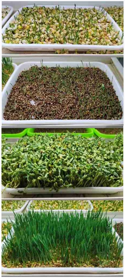 Green Fodder Container Farm - Hydroponics & Pasture Microgreens