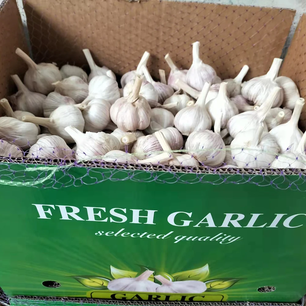 New Crop Normal White Purple Jin Xiang Fresh Garlic Box 10kg Ajo Alho ...