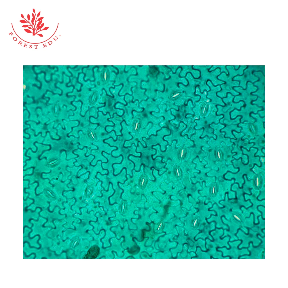 Broad Bean Leaf Lower Epidermis Microscope Slides - Forest