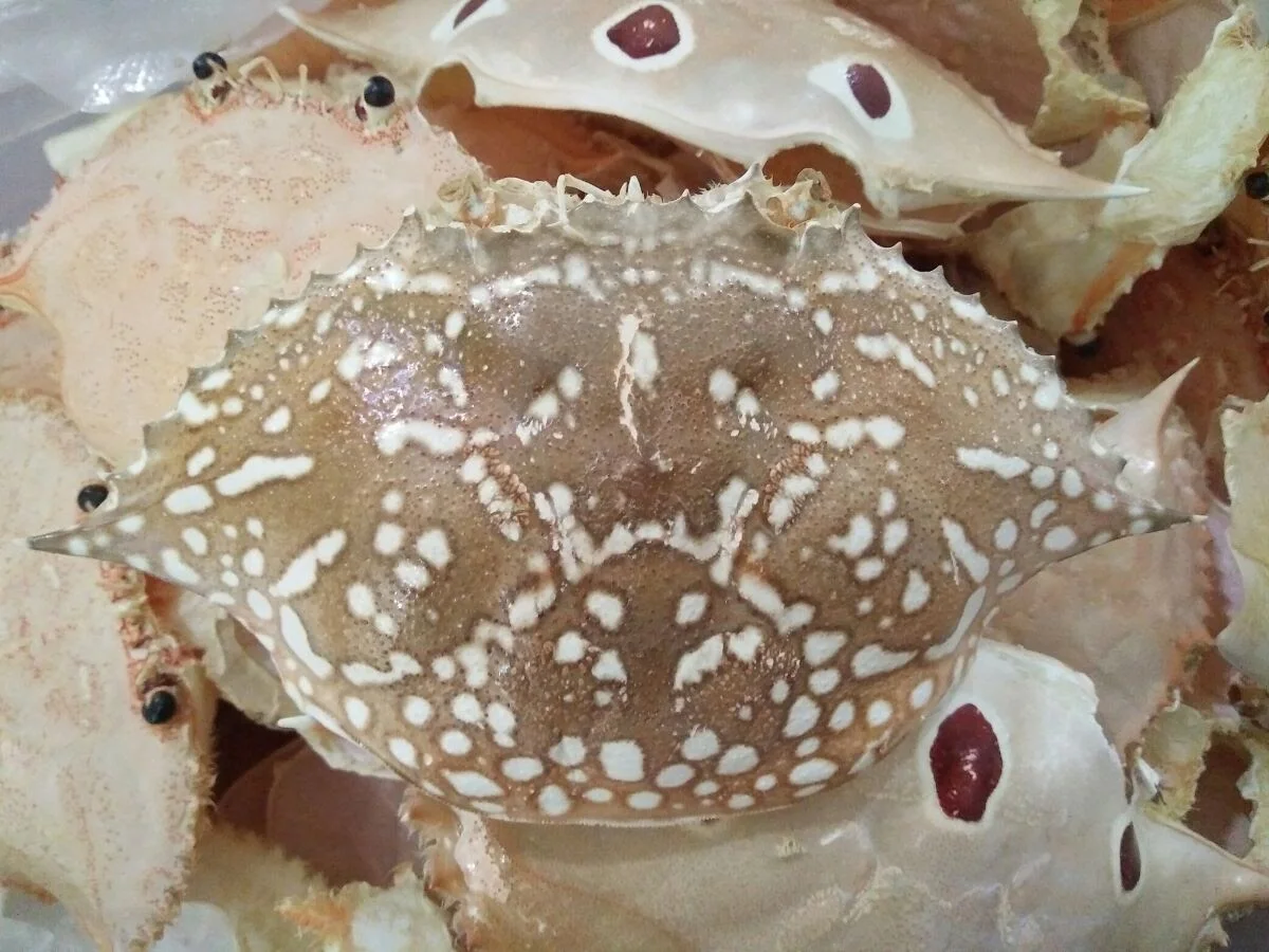 HOT SALE 2023! DRIED CRAB SHELL WITH COMPETITIVE PRICE and HIGH QUALITY ...