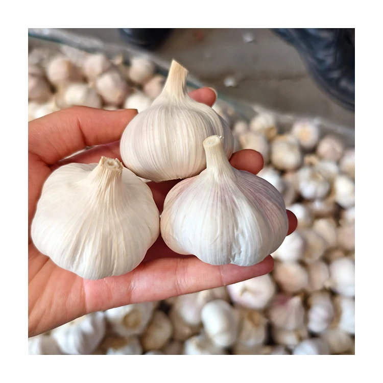 Alibaba.com: 2025 Fresh Garlic 10kg Bag, 4.5/5.0/5.5cm Pure White ...