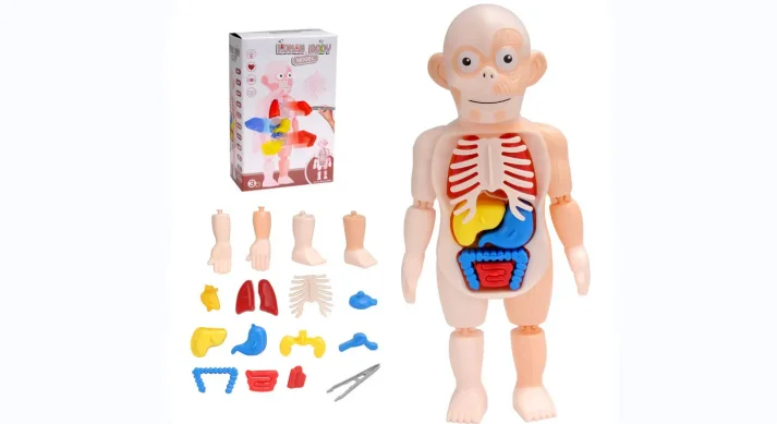Kid 3D Puzzle Human Body Anatomy Model Educational Learning Organ Toy ...