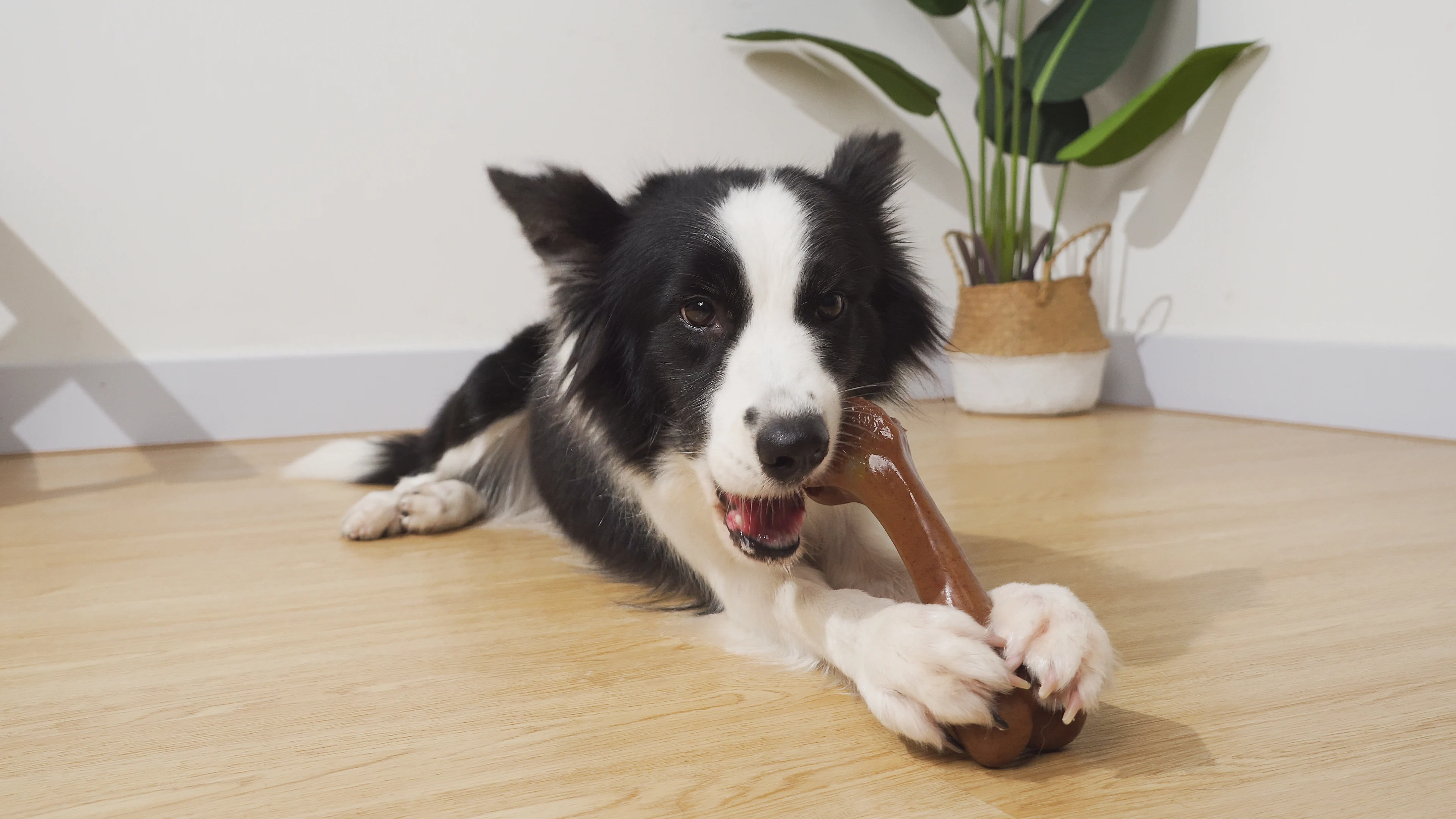 Custom Pork Large Bone Chew Toy for Aggressive Chewers Sustainable ...