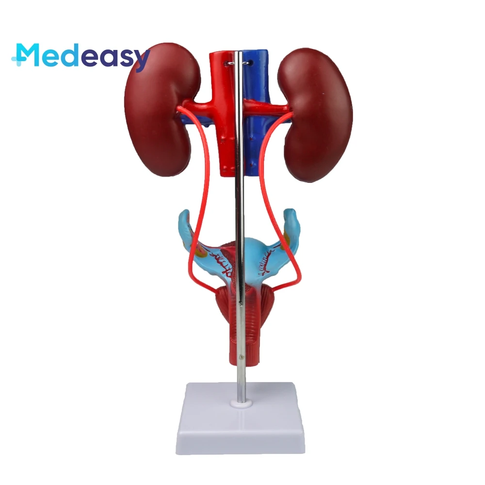 Male and Female Genitourinary System Model - Kidney Anatomy Mold