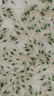 Automated Shrimp Seedling Counter For Shrimp Hatcheries - Buy High ...