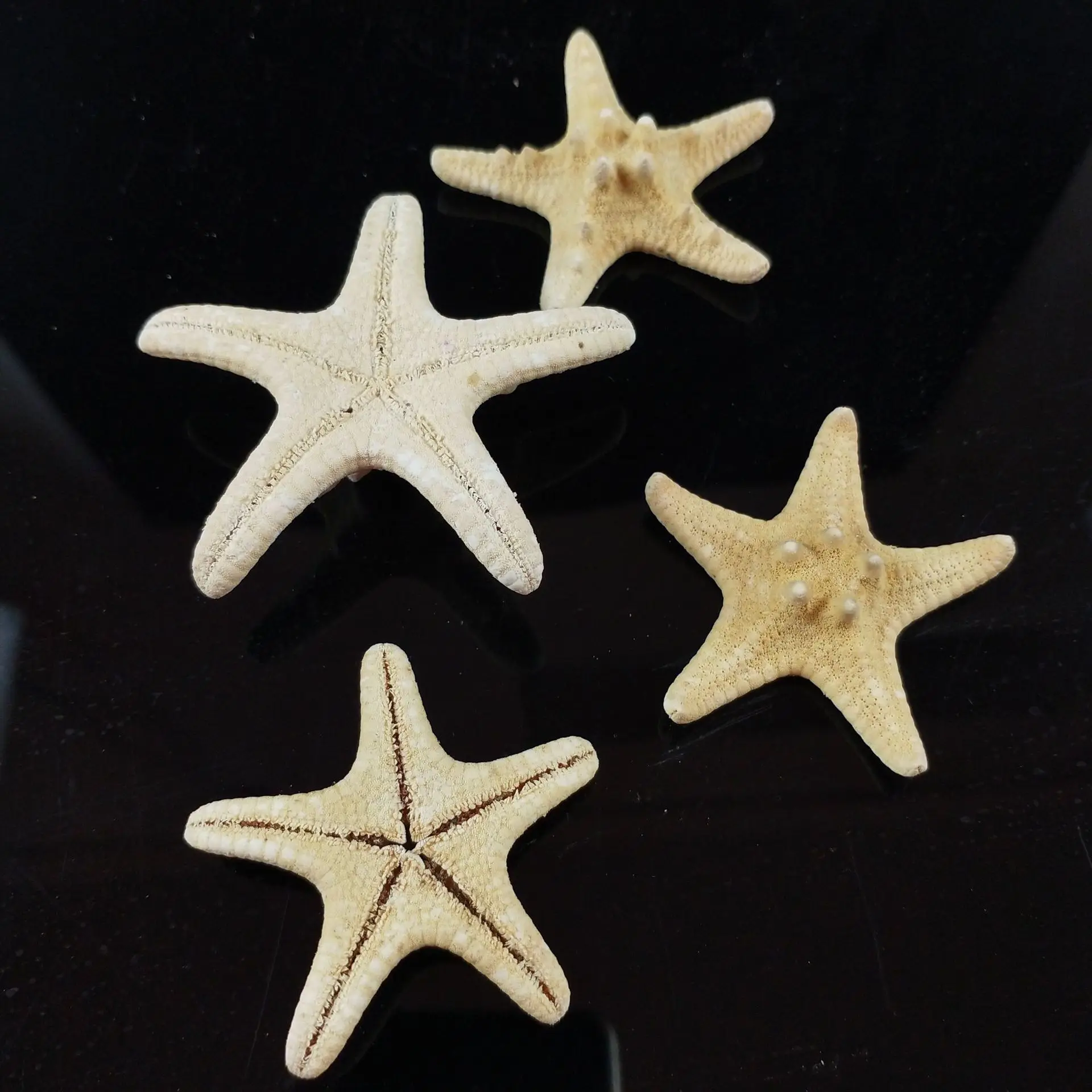 Starfish Shell Decoration - Eco-Friendly Mediterranean Props