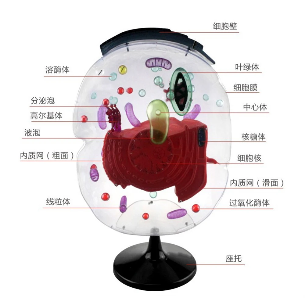 Educational School Anatomy Plant Cell Model Biology Teaching Resource ...