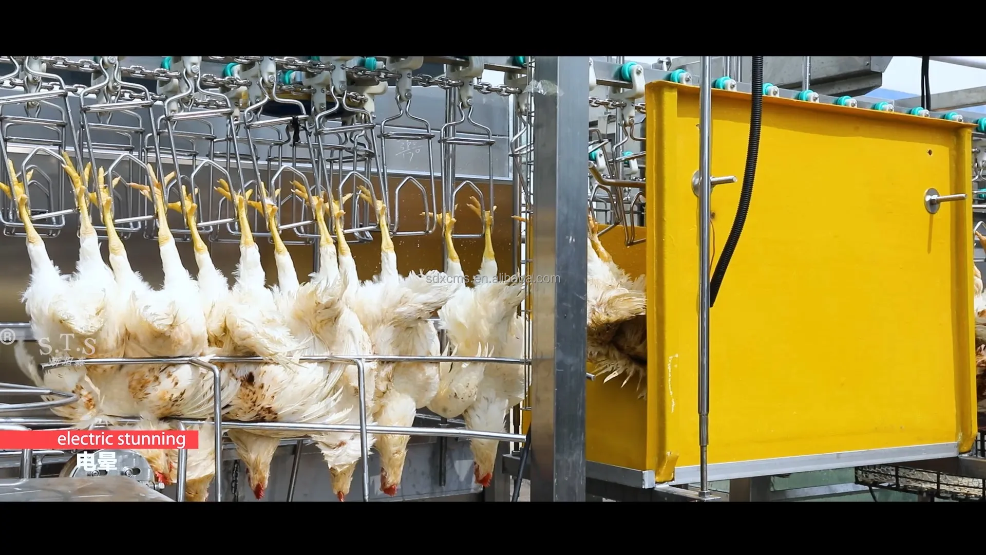 Automatic Chicken Slaughtering Machine with Integrated Feather Removal ...