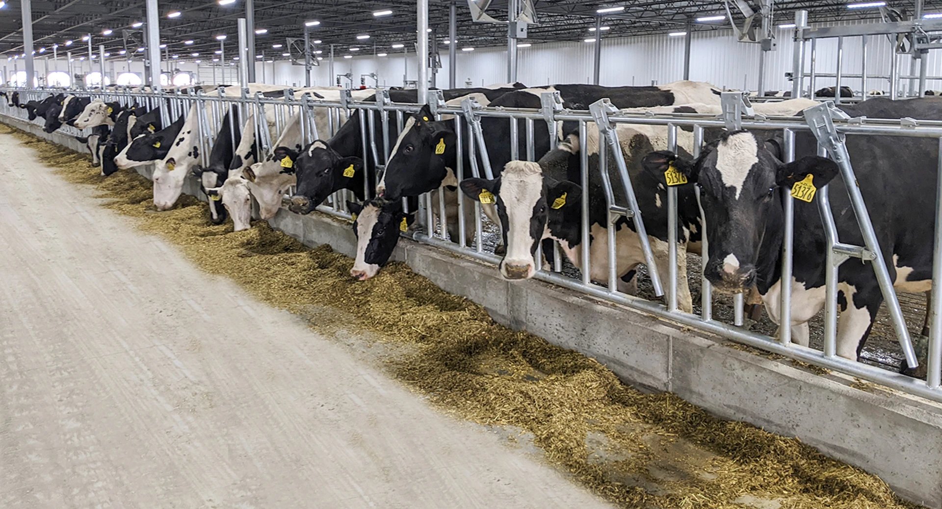 Modern Design Steel Structure Cow Cattle Dairy Milking Farm Shed ...
