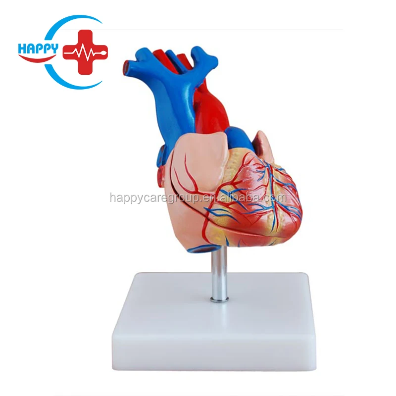 Hc-s259 Human Heart Anatomy Model Natural Large Heart Anatomical Model ...