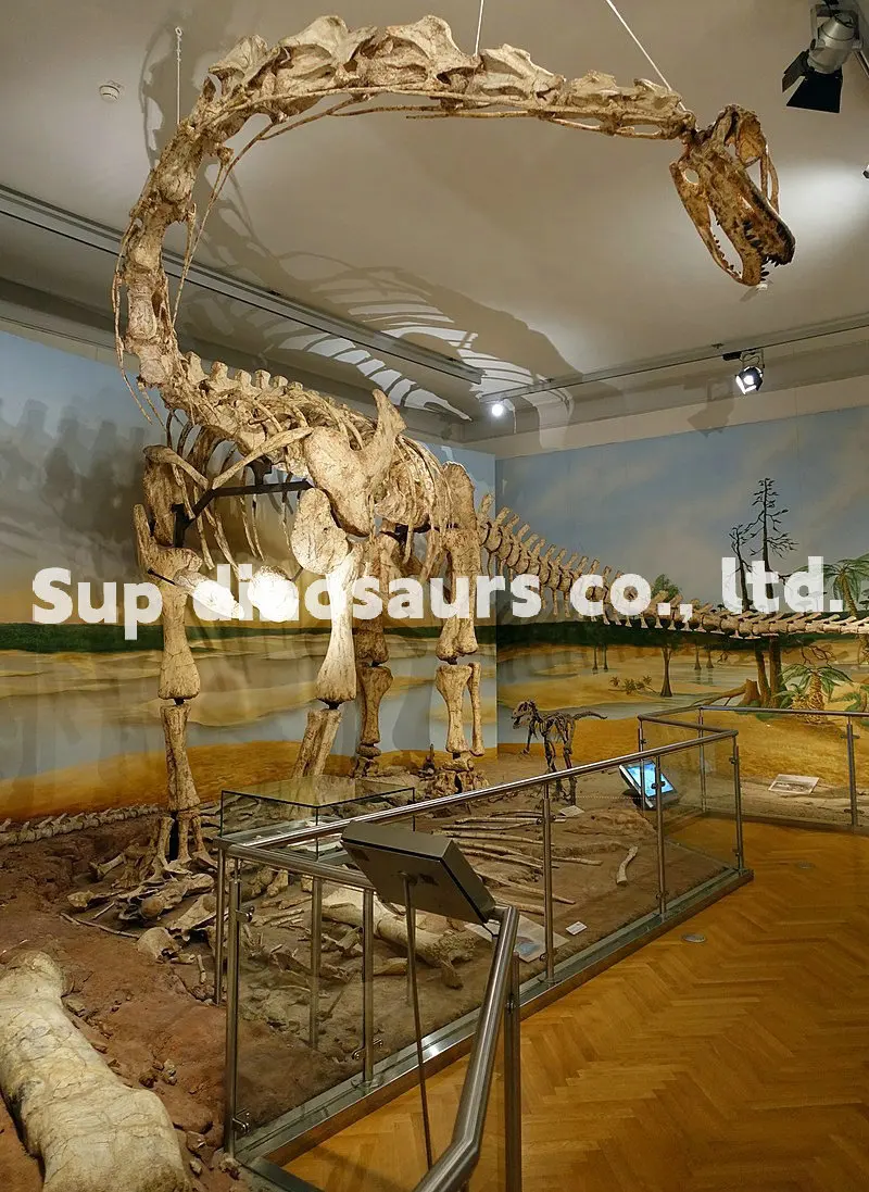 30m Large Simulated Brachiosaurus Dinosaur Skeleton Artificial Real ...