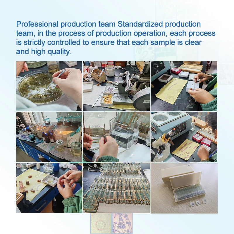 All Types Of Microscope Slides Biology Prepared Slides Set Glass ...