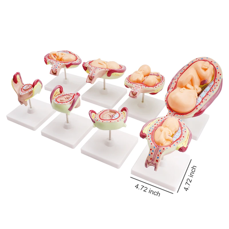 Wholesale Fetus Development Teaching Model - Fetus Growth by Month