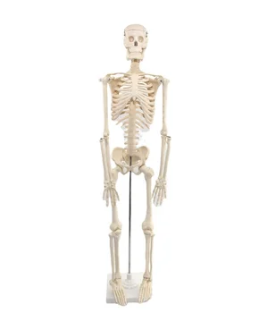 High Quality 85cm Educational Medical Anatomy Human Plastic Skeleton ...