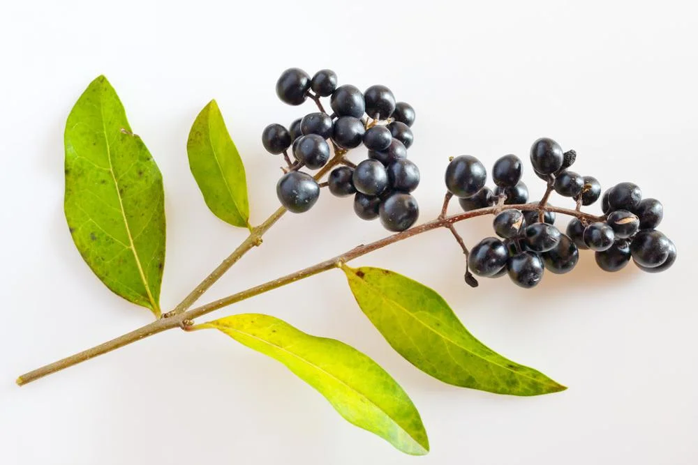 Fructus Ligustri Lucidi - Premium Glossy Privet Fruit Extract