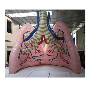 Boyi Inflatable Lung Custom Outdoor Large Lifelike Inflatable Lung ...