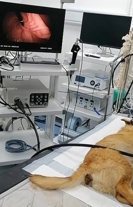 Veterinary Endoscope Camera - Detailed Inspection Tools