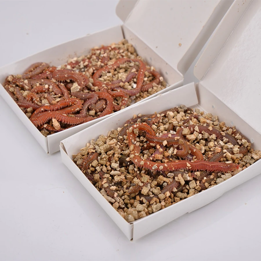 Fresh Live Blood Worm Fishing Bait Green Worm Living Lugworm Nereis ...