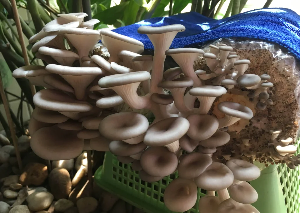 Mushroom Growing Equipment Vertical Farming Smart Farm Container ...