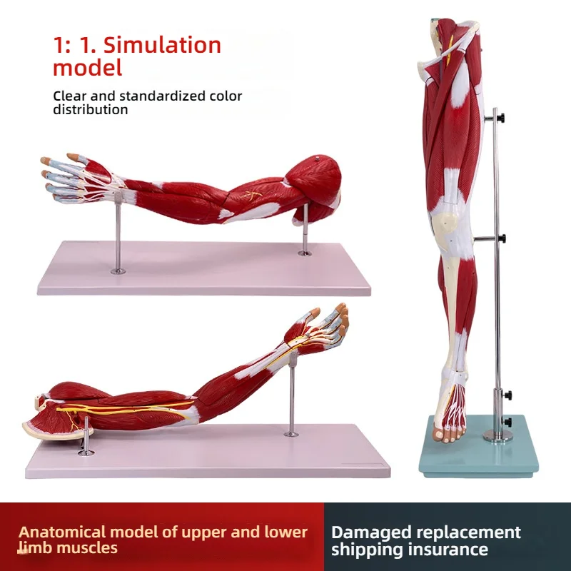 Life-Size PVC Musculoskeletal Anatomy Model of Lower Limb for Medical ...
