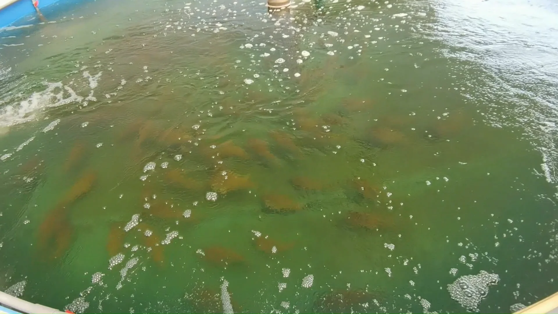 Ras Intensive Recirculating Aquaculture System Indoor Fishing Farming ...