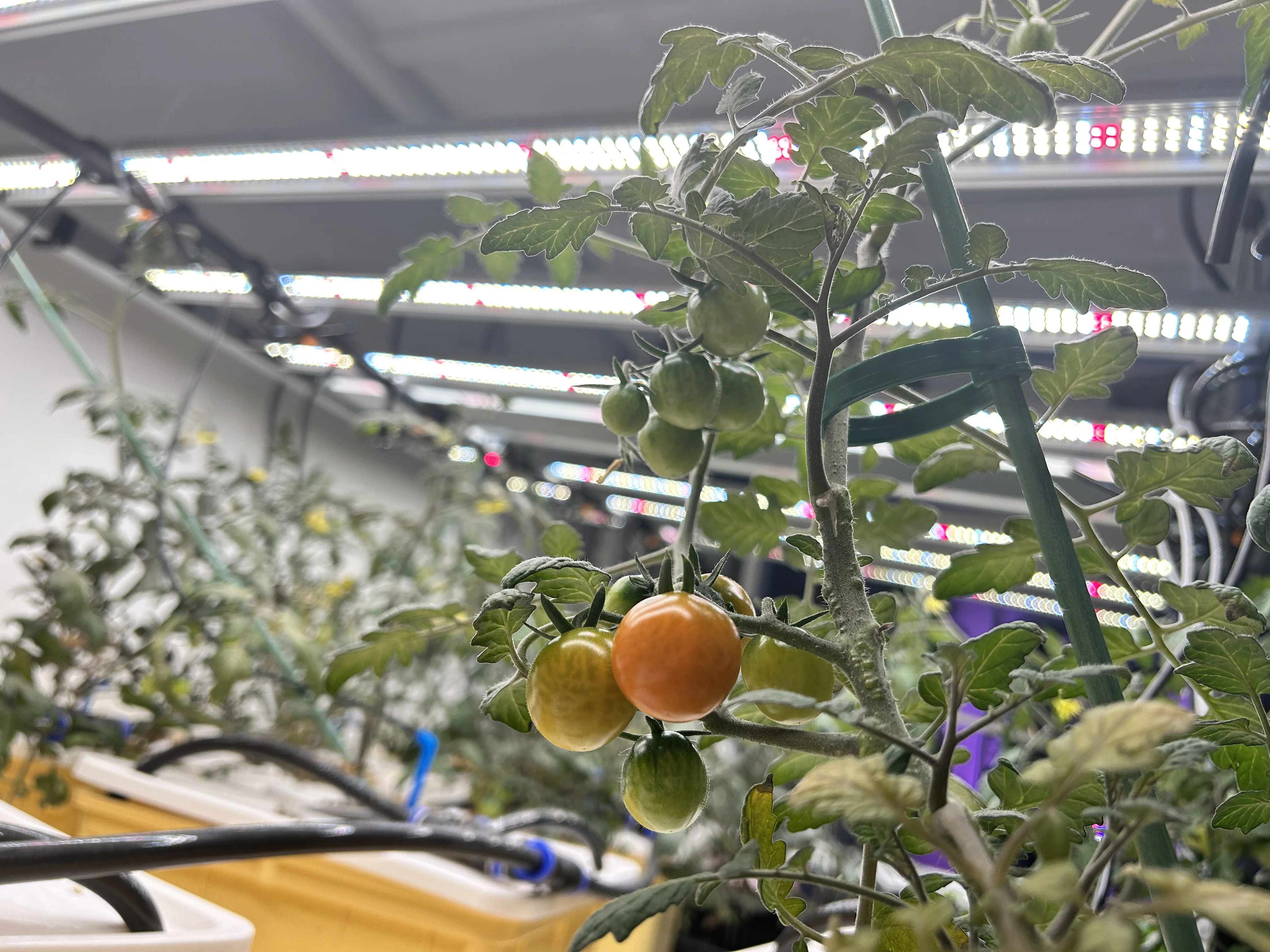 2025 New Mist Culture Rdwc Dwc Dutch Bucket Hydroponics Grow Aeroponics ...