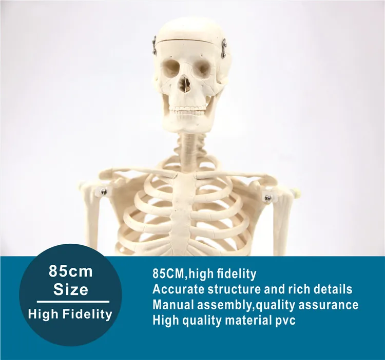 85cm Educational Medical Anatomy Human Plastic Skeleton Model