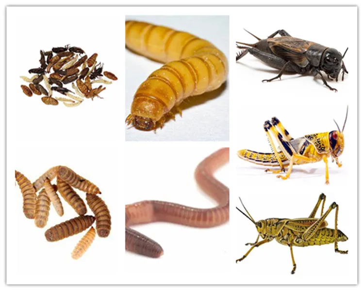 Microwave Grasshopper Locust Drying Machine - High Efficiency