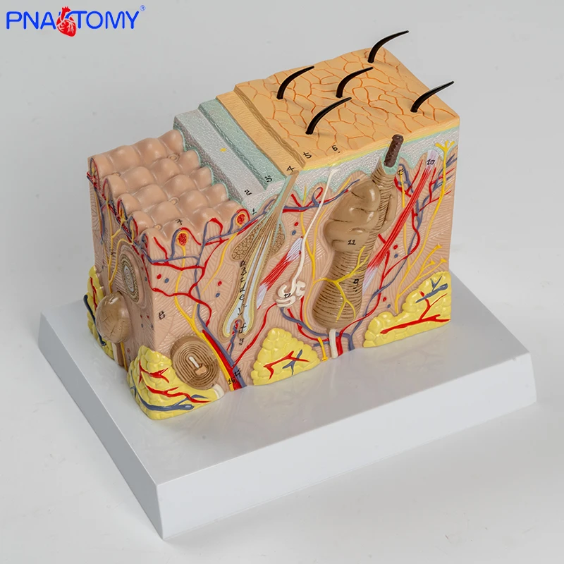 Enlarged Human Skin Structure Model Plastic Hair Layer Structure ...