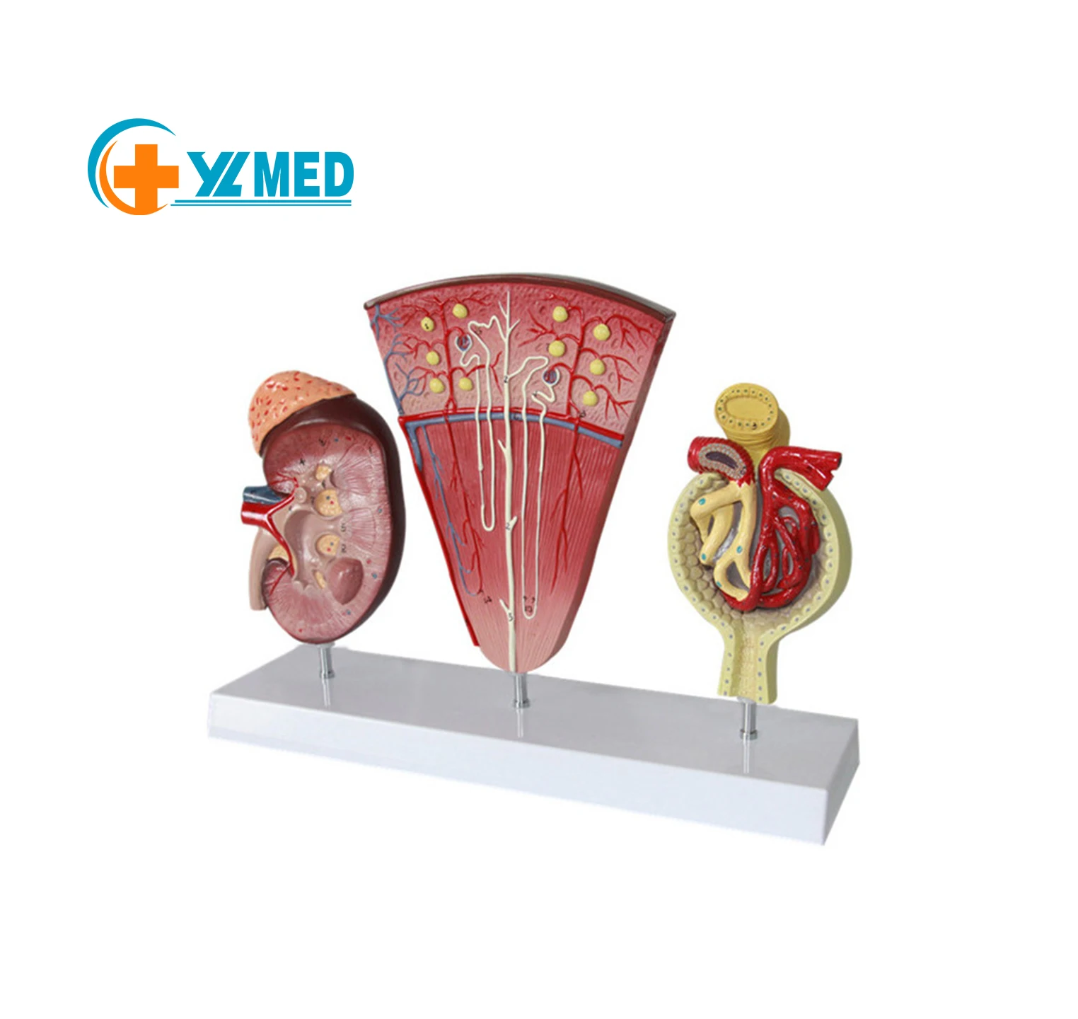 Medical Nephron Glomerulus Enlarged Kidney Anatomy Human Kidney Model ...