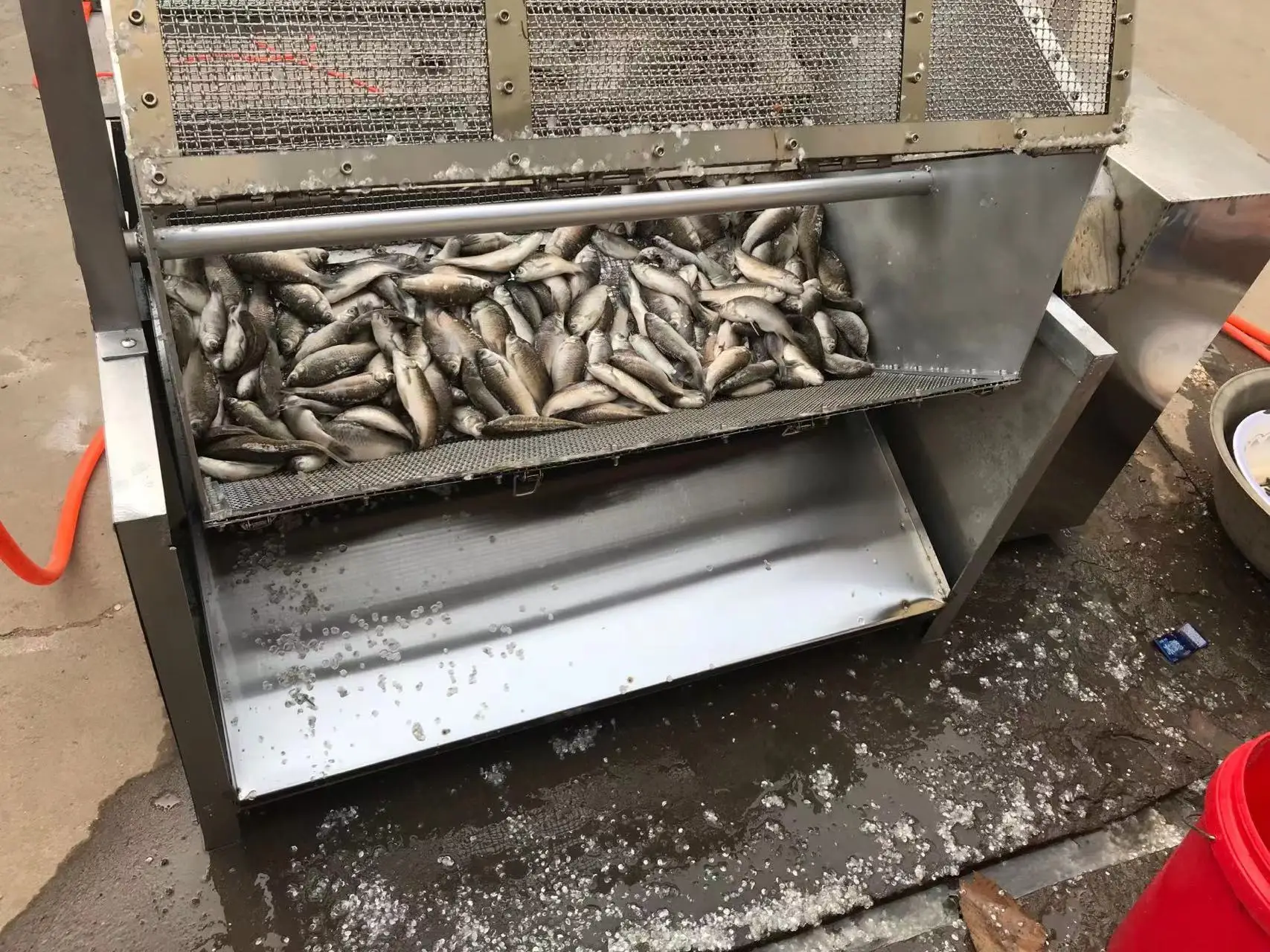 Rotary Drum Type Commercial Fish Scaler Clean Machine Remover Scraper ...