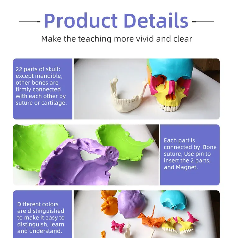 22 Parts Skull Model - Anatomical Teaching Aid for Students
