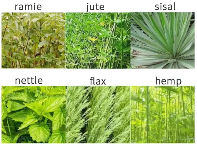 Fresh Sisal Jute Abaca Peeling Stripping Machine Plant Fiber Hemp ...