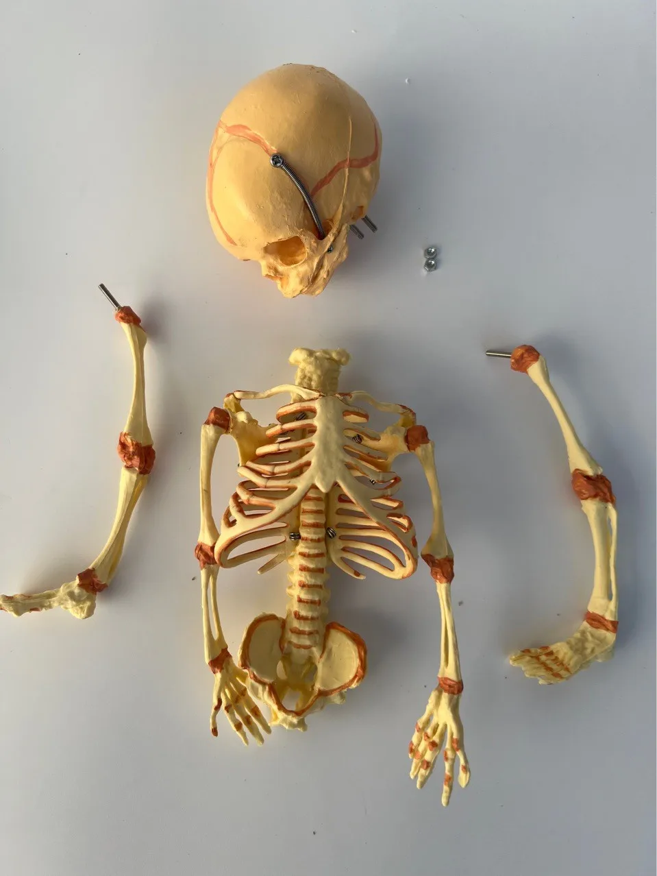 Medical Science Fetal Skeleton Model Human Infant Fetus Newborn Baby ...
