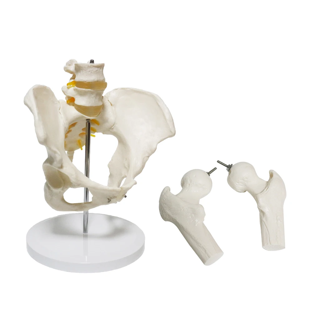 Female Pelvis Anatomical Model Include 2 Lumbar Vertebra Life Size ...