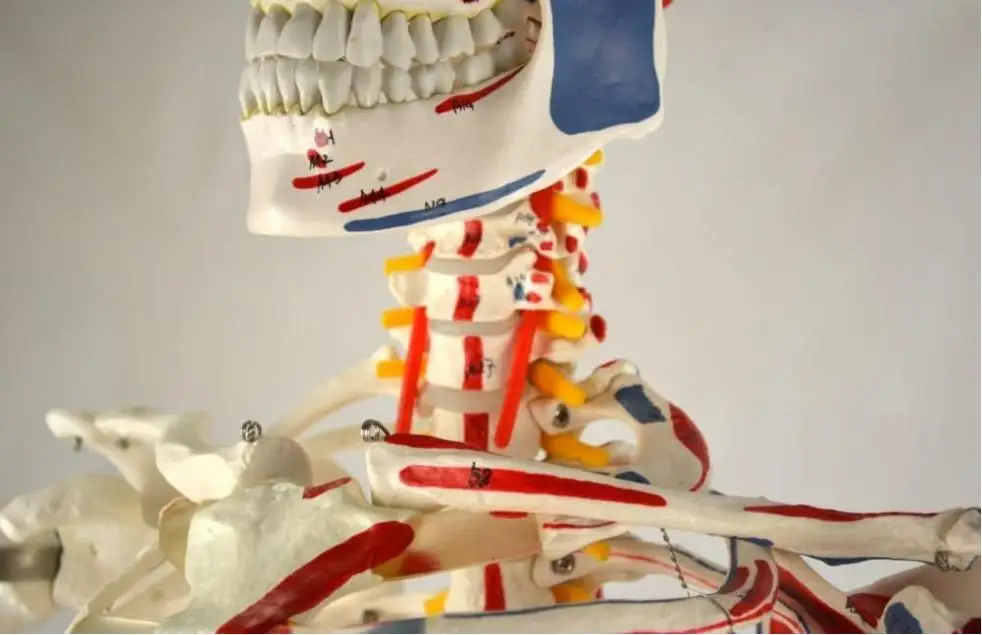 Medical Science Adult Skeleton Half Attached to Muscle Starting and ...