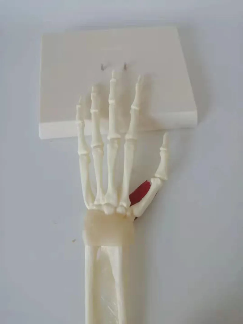 Human Life-size Hand Bone Model Hand Joint Ligament And Muscle Teaching ...