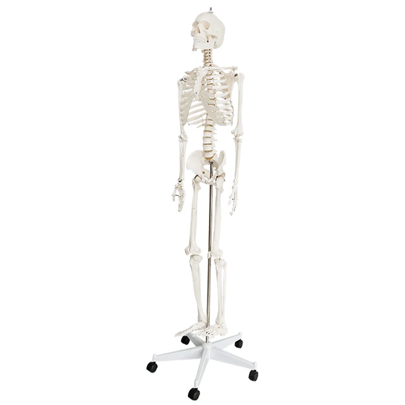 Human Education Skeleton Model - 170cm Life Size Model
