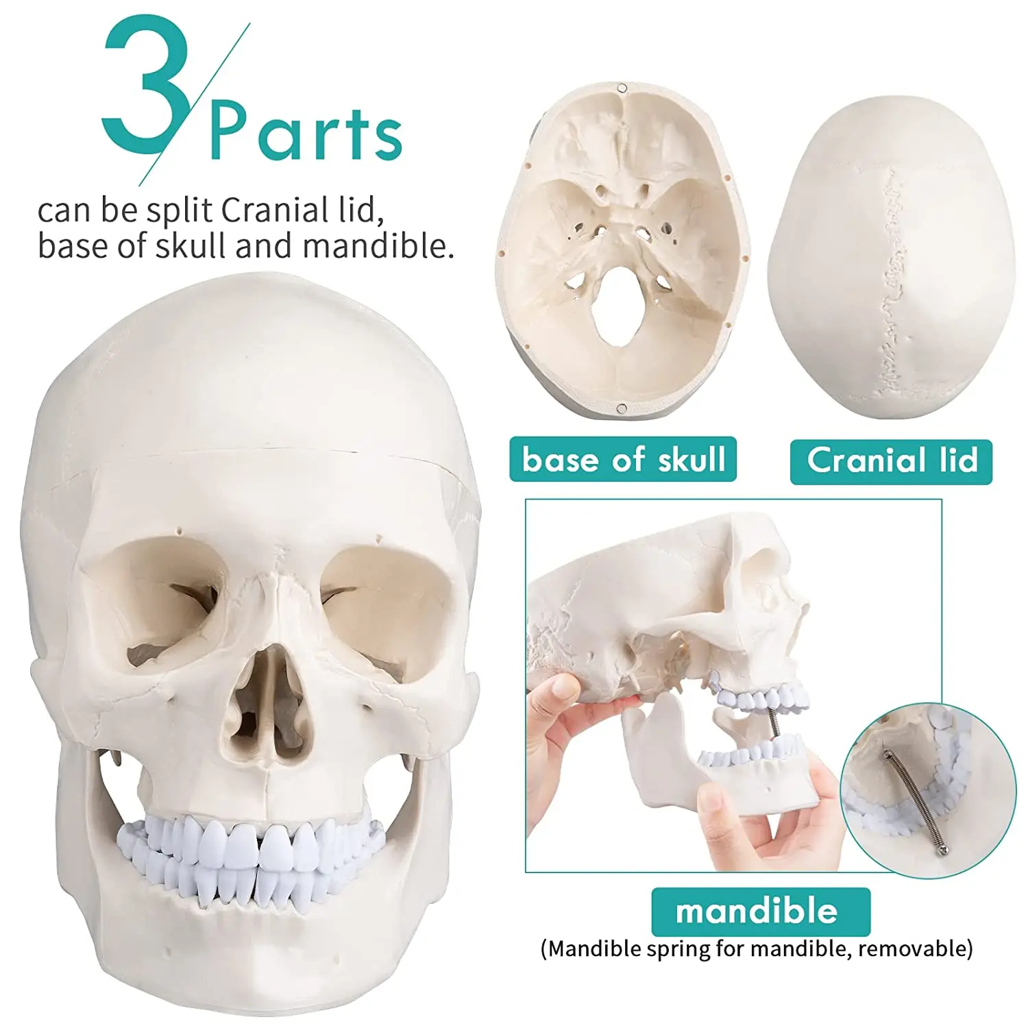 White Skull Model, Educational Medical Anatomy Life-size Skeleton Model ...