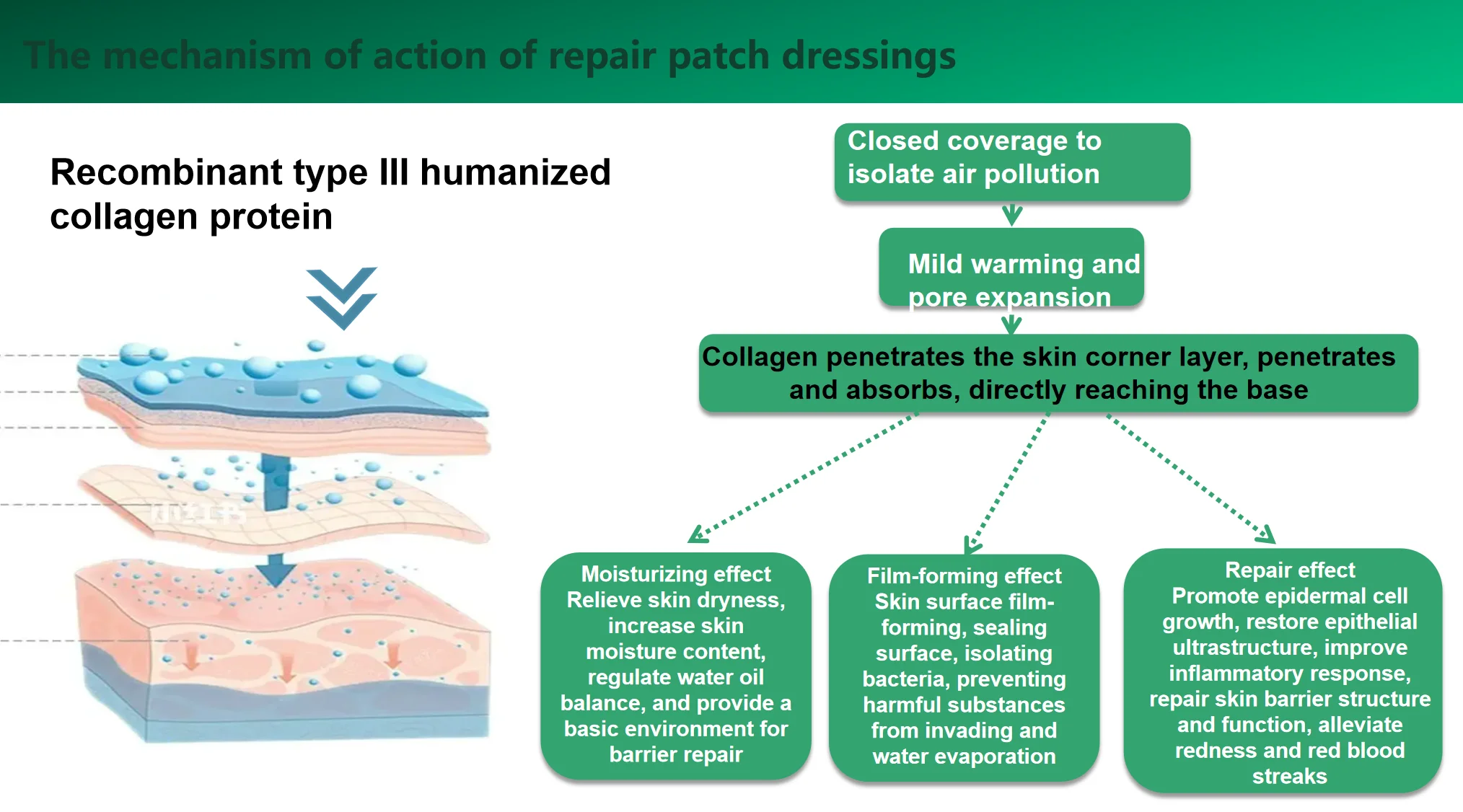 Wholesale Customized Humanized Type Iii Collagen Repair Patch Dressings ...