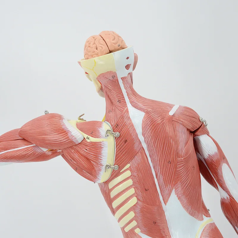 Removable 78cm Medical Human Muscle Structure Tissue And Internal ...