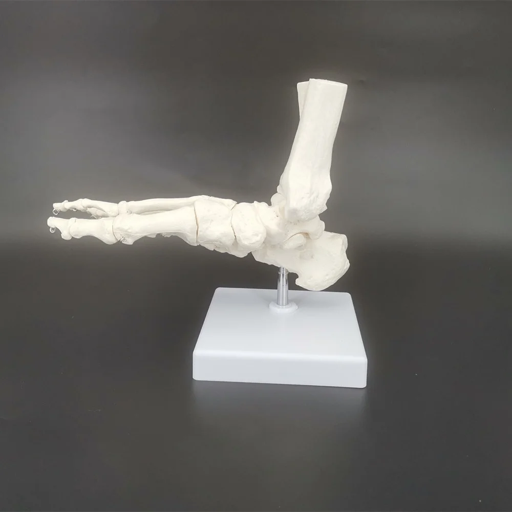Human Anatomical Foot Model Life Size Foot Model For Teaching - Buy ...