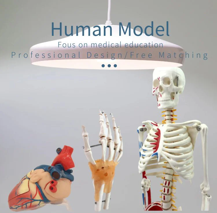 Anatomical Medical Educational Human Anatomy Torso Model 85 Pvc Human ...