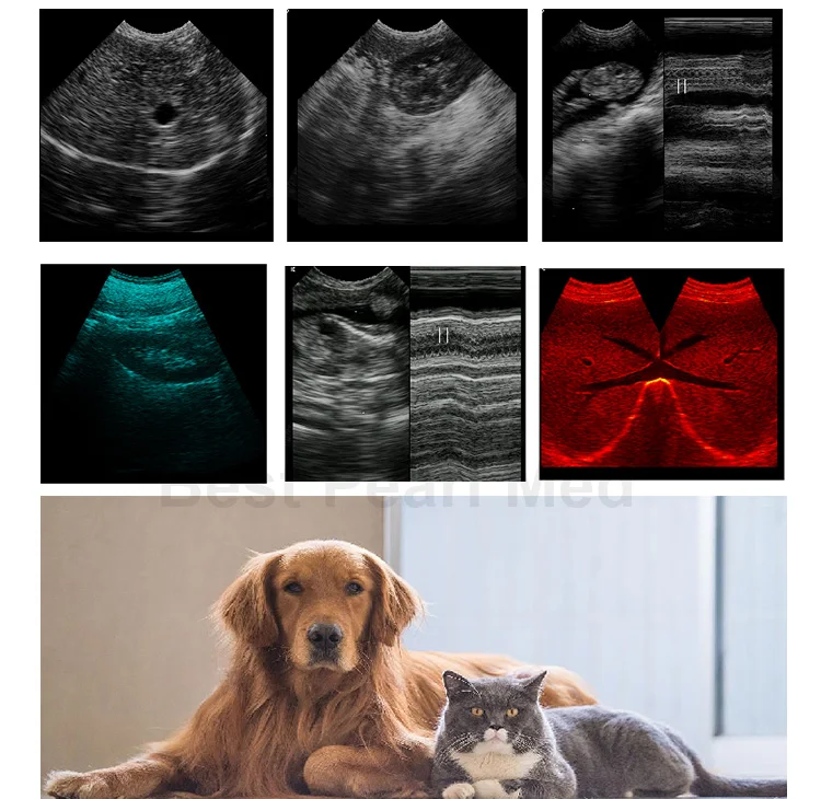 BPM-BU17V Ultrasound Machine for Dogs - Versatile & Efficient