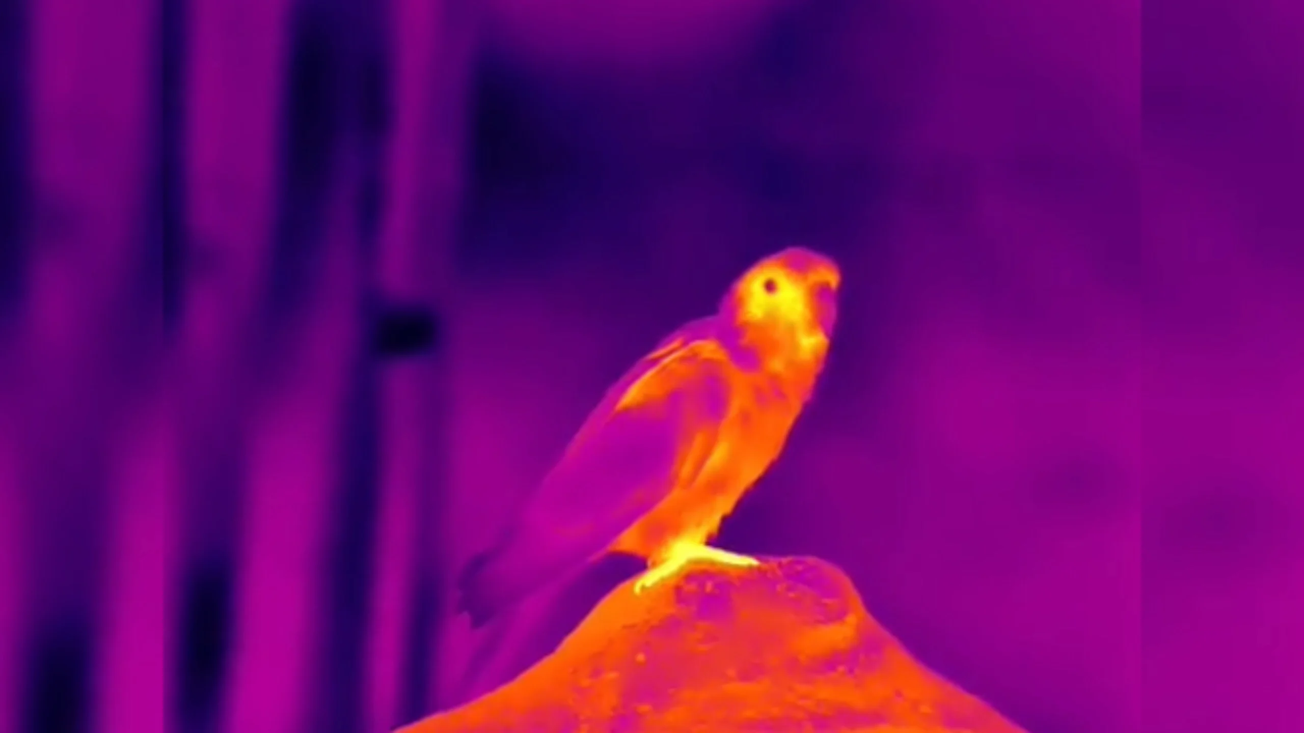 Thermal Imager High Resolution Handheld Infrared Thermal Imager With ...