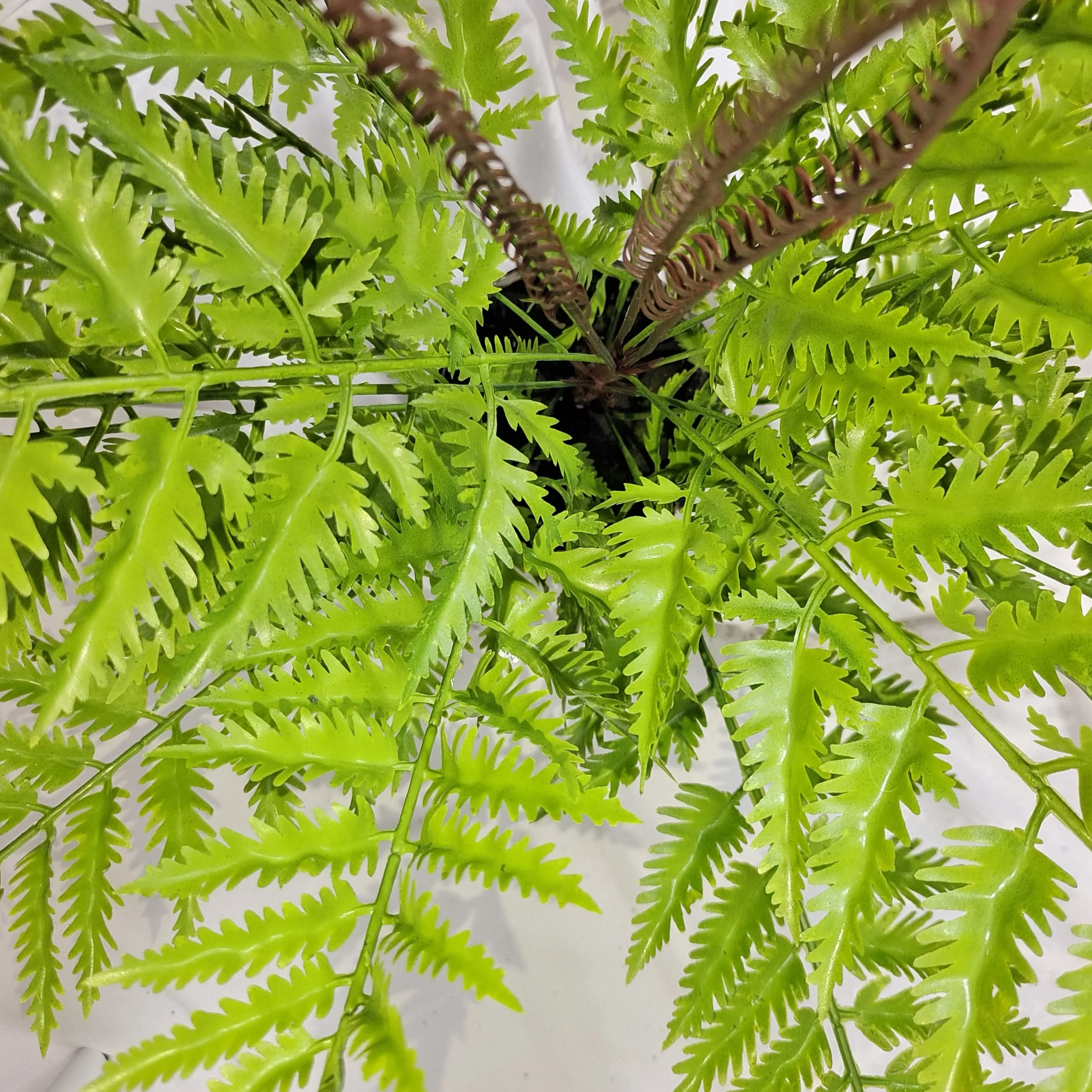 Eco-friendly Natural Simulated Green Plant Bonsai-bracken Fern ...