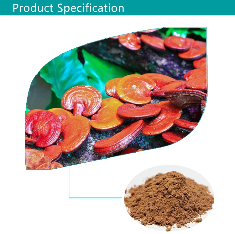 Jhd Natural Organic Lingzhi Ganoderma Lucidum Extract Reishi Mushroom ...